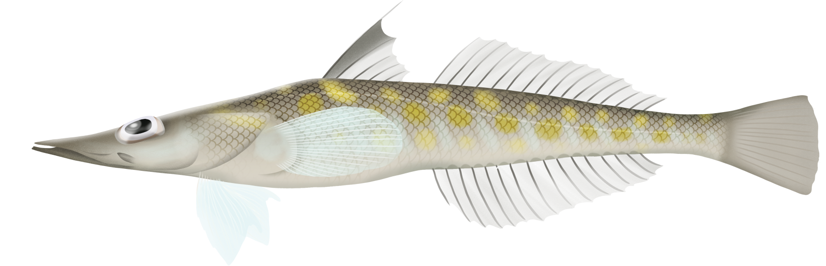 Sharpnose Duckbill - Bembrops Filifera | Marinewise
