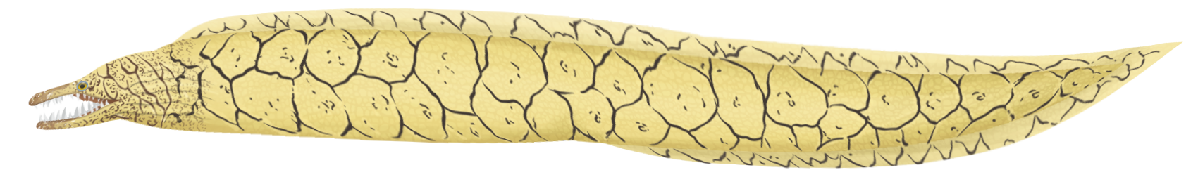 Mosaic Moray - Enchelycore Ramosa | Marinewise