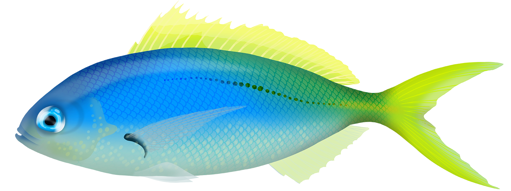Blue Fusilier - Caesio Teres | Marinewise