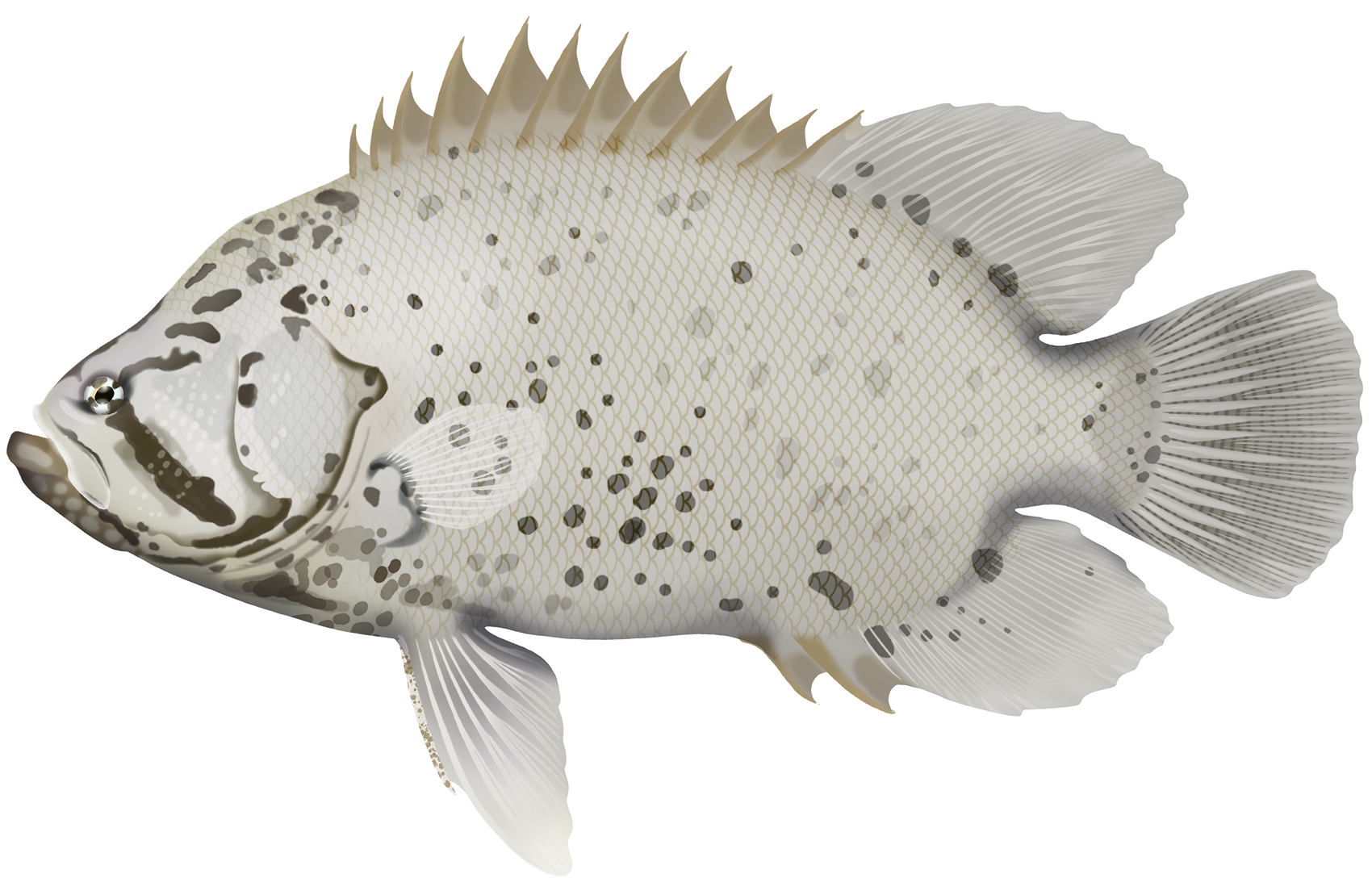 Tripletail - Lobotes Surinamensis | Marinewise