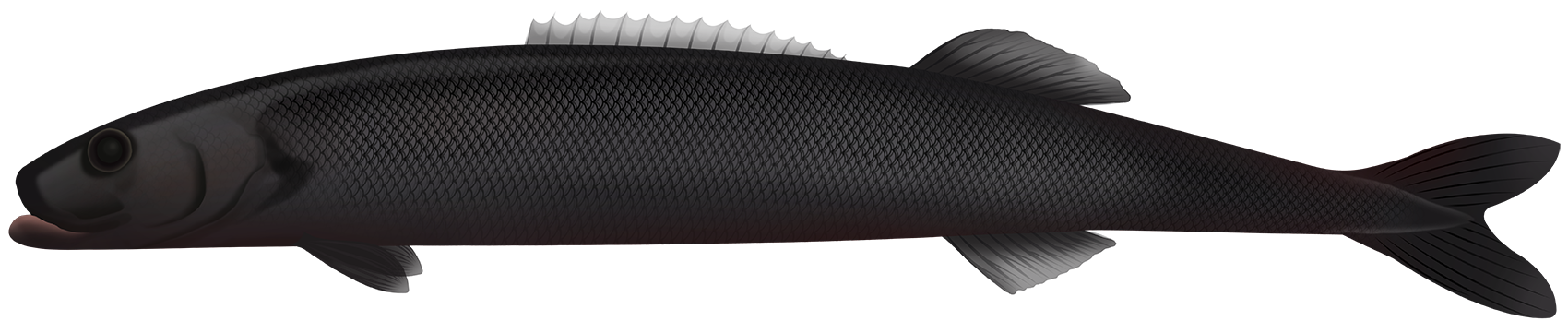 Smalleye Squaretail - Tetragonurus Cuvieri | Marinewise