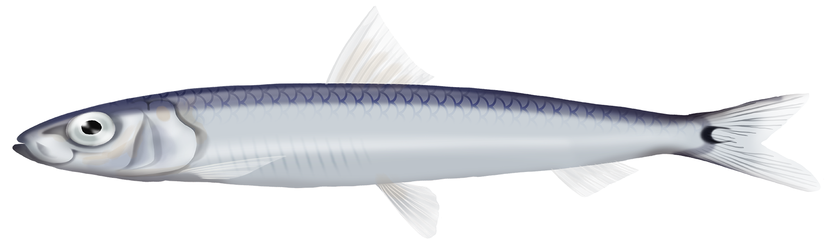 Slender Sprat - Spratelloides Gracilis | Marinewise