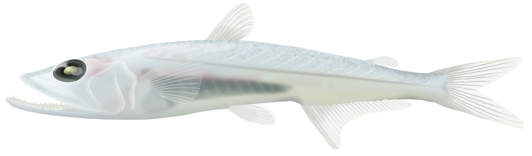 Shortfin Pearleye - Scopelarchus Analis | Marinewise