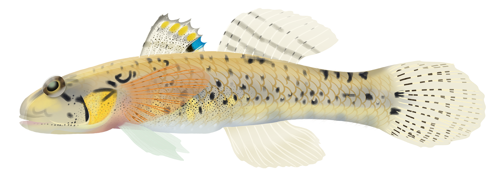 Bluespot Goby - Pseudogobius Olorum | Marinewise