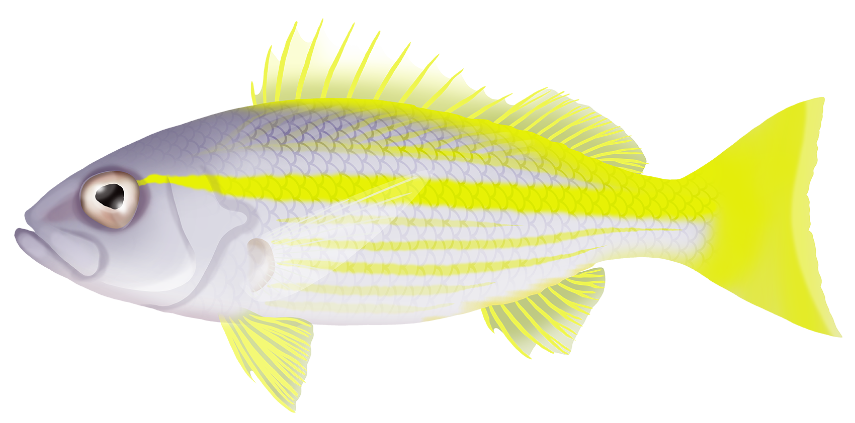 Bigeye Snapper - Lutjanus Lutjanus | Marinewise