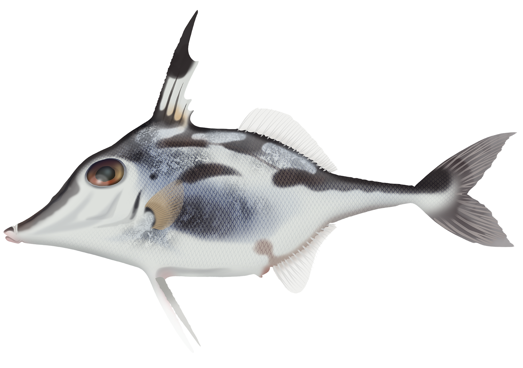 Blacktip Tripodfish - Trixiphichthys Weberi | Marinewise