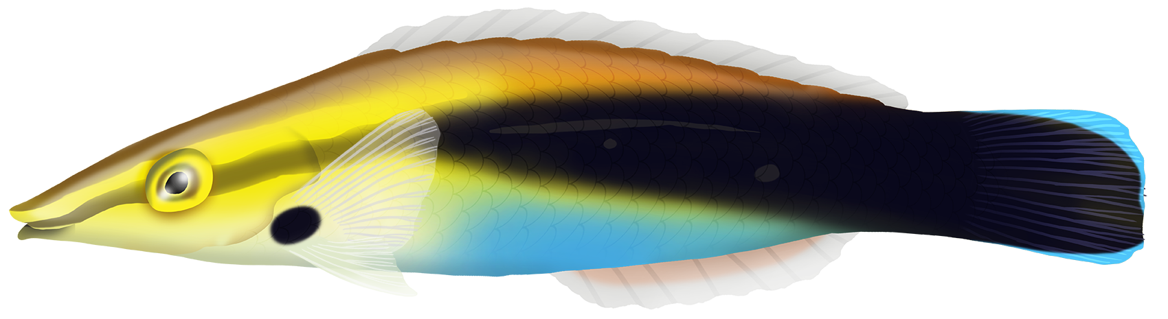 Labroides Pectoralis