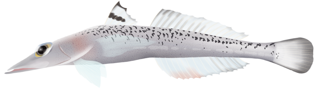 Spotted Duckbill - Bembrops Platyrhynchus | Marinewise