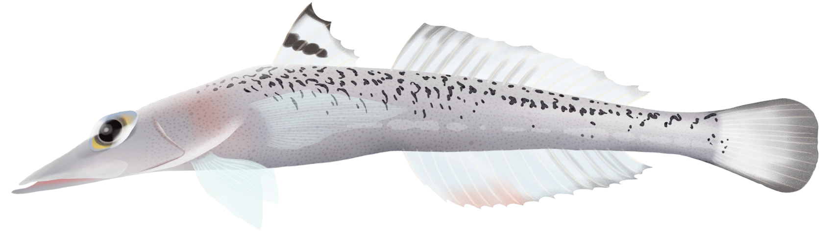 Spotted Duckbill - Bembrops Platyrhynchus | Marinewise