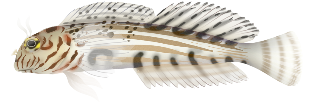 Wavyline Rockskipper - Entomacrodus Decussatus | Marinewise