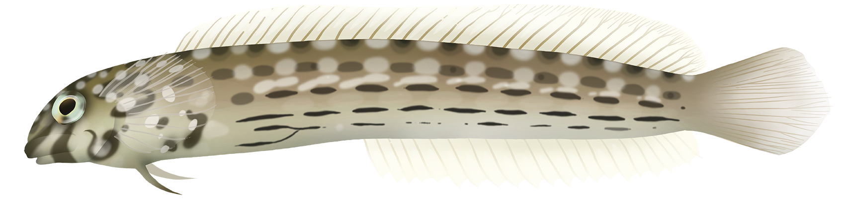 Muzzled Blenny - Omobranchus Punctatus | Marinewise
