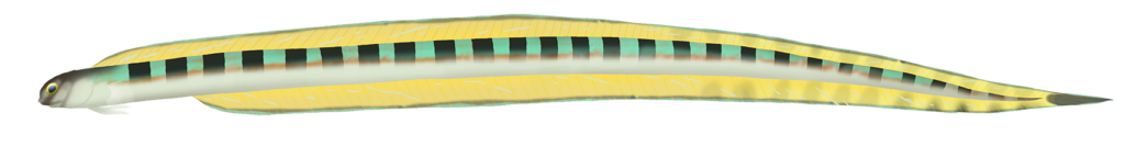 Hairtail Blenny - Xiphasia Setifer | Marinewise