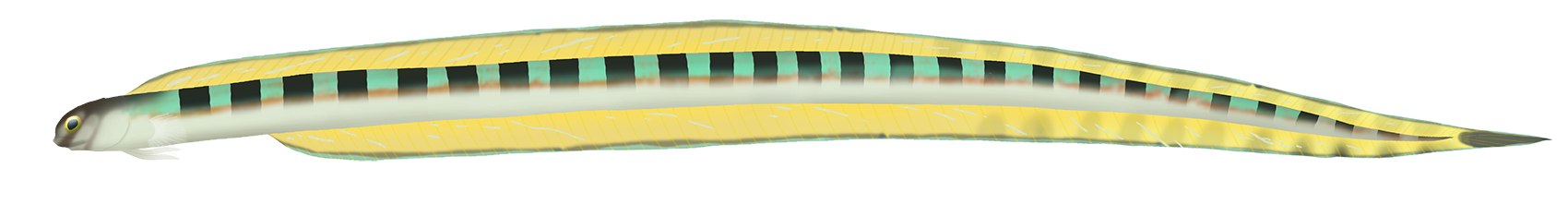 Hairtail Blenny - Xiphasia Setifer | Marinewise