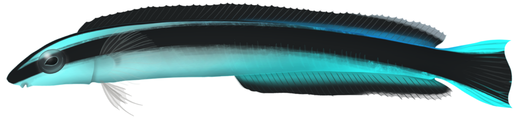 False Cleanerfish - Aspidontus Taeniatus | Marinewise