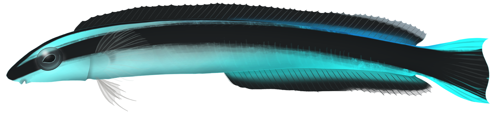 False Cleanerfish - Aspidontus Taeniatus | Marinewise