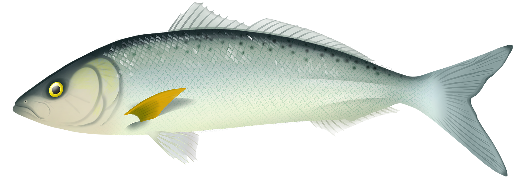 Australian Salmon - Arripis Trutta | Marinewise