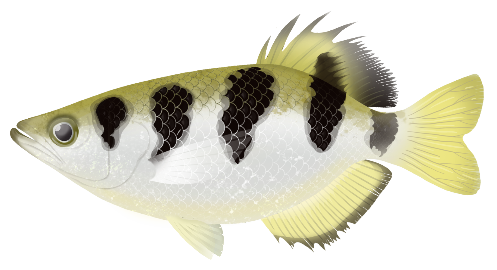 Banded Archerfish - Toxotes Jaculatrix | Marinewise