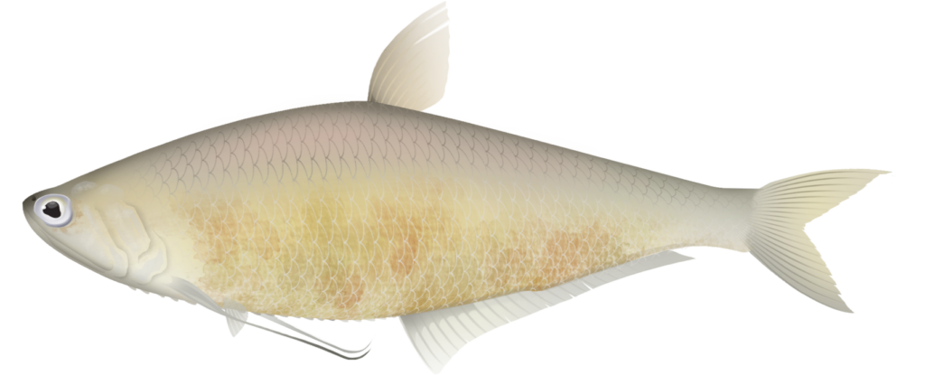 Common Hairfin Anchovy - Setipinna Tenuifilis | Marinewise