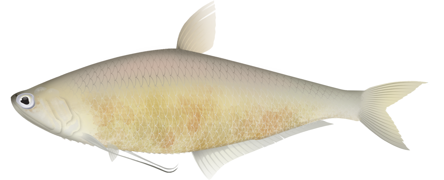 Common Hairfin Anchovy - Setipinna Tenuifilis | Marinewise