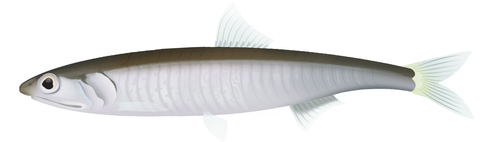 Australian Anchovy - Engraulis Australis | Marinewise