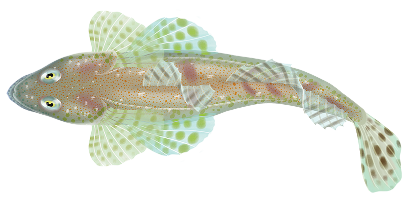 Toothy Flathead - Neoplatycephalus Aurimaculatus | Marinewise