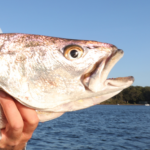 Mulloway - Argyrosomus Japonicus | Marinewise