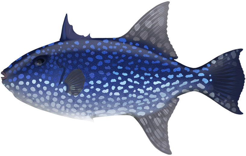 Whitespotted Triggerfish - Canthidermis Maculata | Marinewise