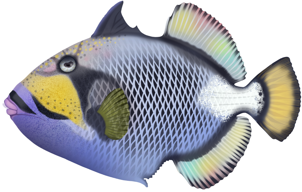 Titan Triggerfish - Balistoides Viridescens | Marinewise