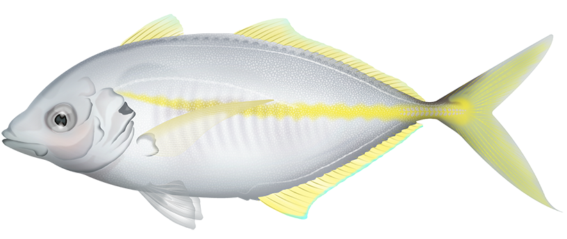 Silver Trevally - Pseudocaranx Dentex | Marinewise