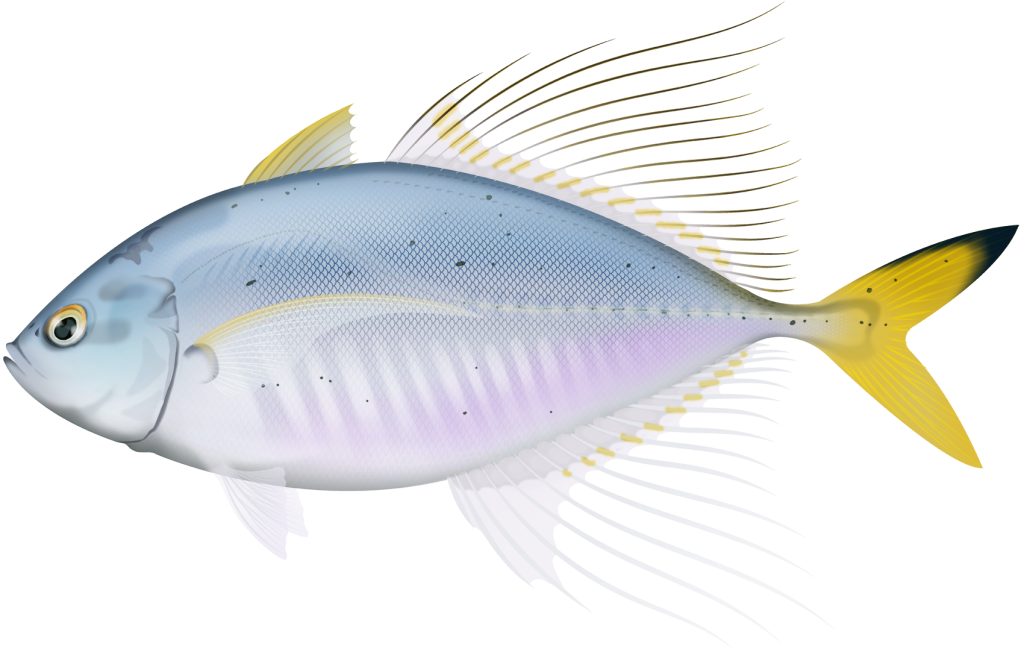 Fringefin Trevally - Pantolabus Radiatus | Marinewise