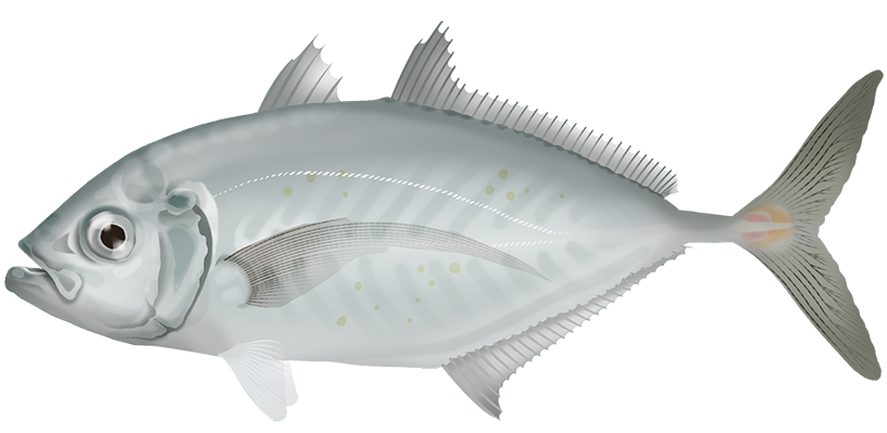 Barcheek Trevally - Carangoides Plagiotaenia | Marinewise