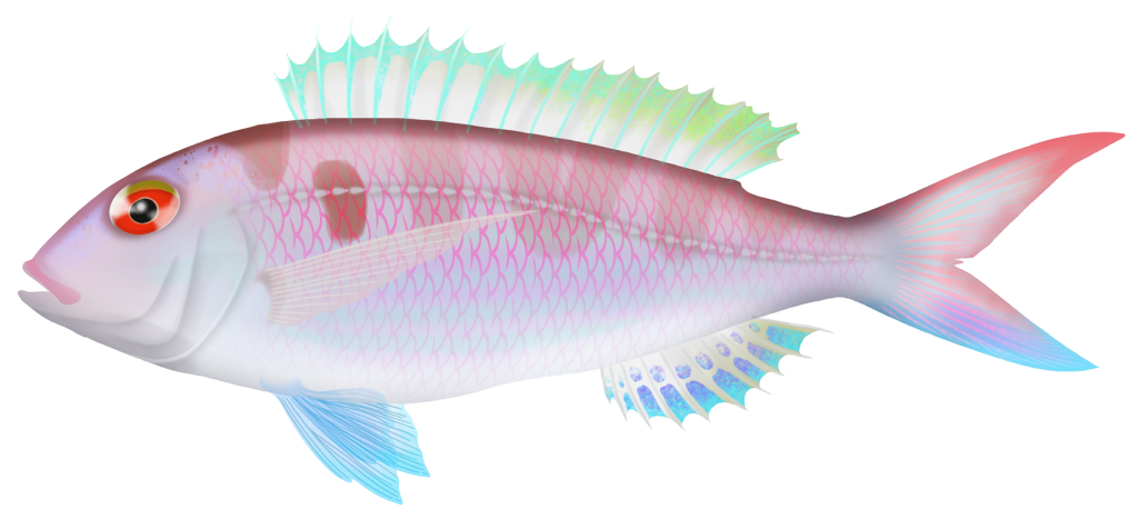 Rosy Threadfin Bream - Nemipterus Furcosus | Marinewise