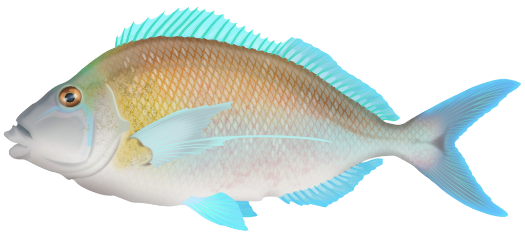 Grey Morwong - Nemadactylus Douglasii | Marinewise
