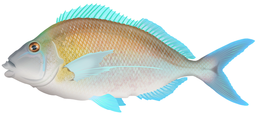 Grey Morwong - Nemadactylus Douglasii | Marinewise