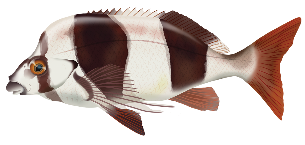 Magpie Perch - Pseudogoniistius Nigripes | Marinewise