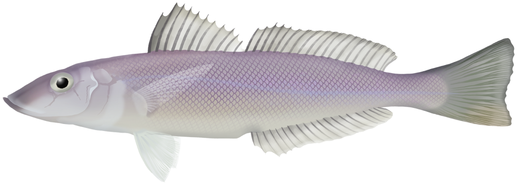 Northern Whiting - Sillago Sihama | Marinewise