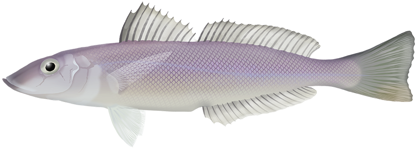 Northern Whiting - Sillago Sihama | Marinewise