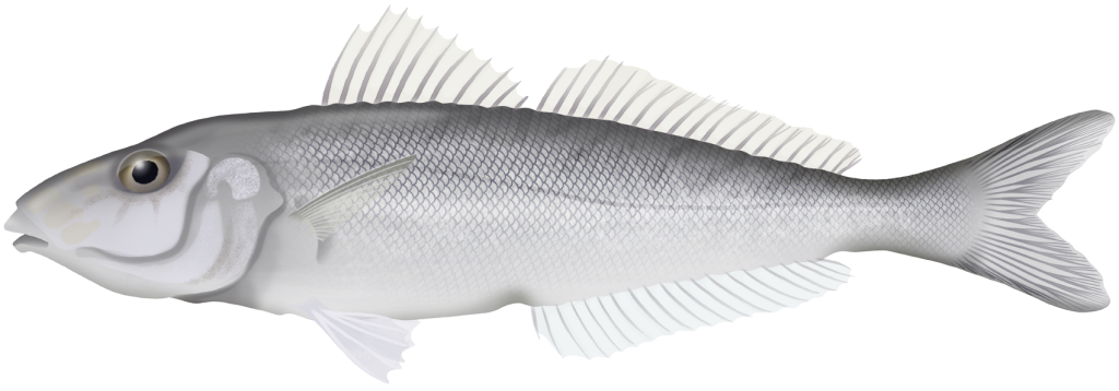 Southern School Whiting - Sillago Bassensis | Marinewise