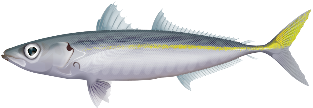 Temperate Scad - Decapterus Muroadsi | Marinewise