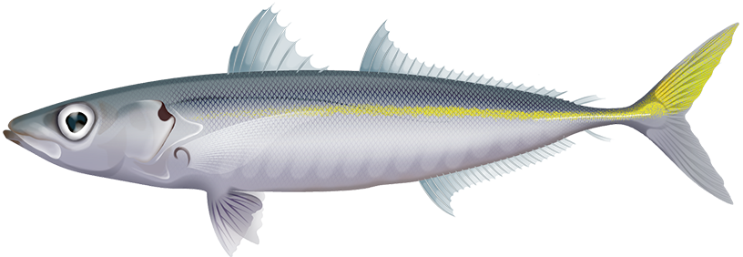 Temperate Scad - Decapterus Muroadsi | Marinewise