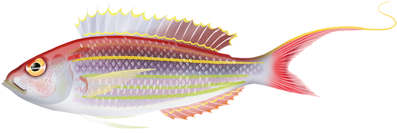 Golden Threadfin Bream - Nemipterus Virgatus | Marinewise