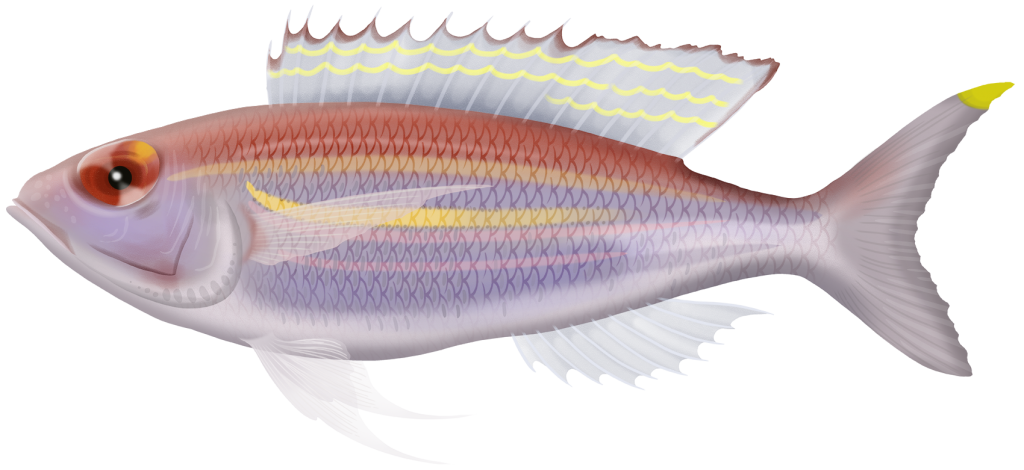 Yellowtip Threadfin Bream - Nemipterus Nematopus | Marinewise