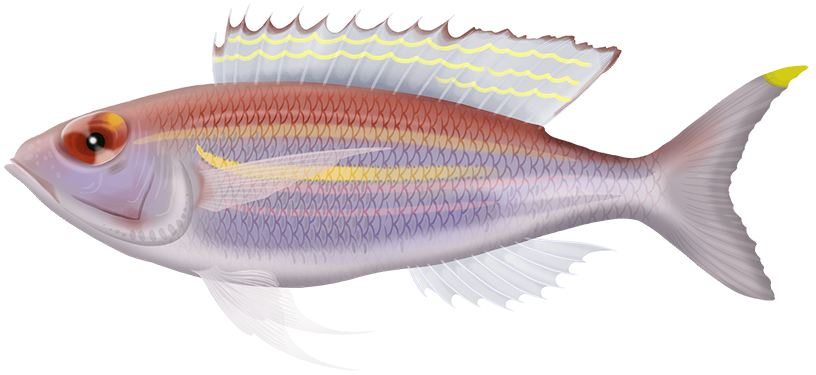 Yellowtip Threadfin Bream - Nemipterus Nematopus | Marinewise