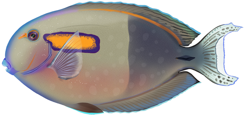 Orangeblotch Surgeonfish - Acanthurus Olivaceous | Marinewise