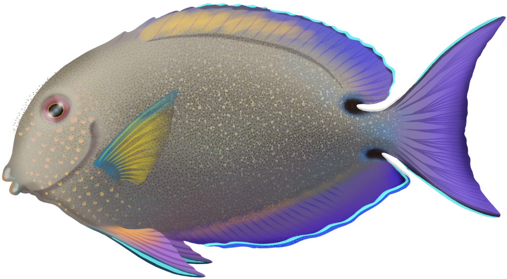 Dusky Surgeonfish - Acanthurus Nigrofuscus | Marinewise