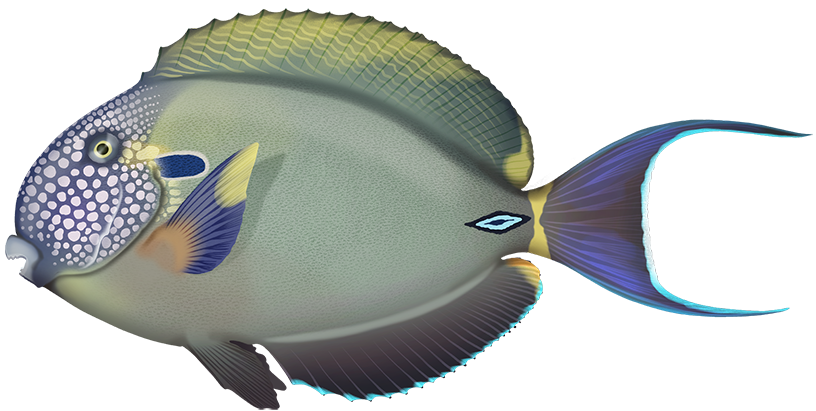 Spotted-face Surgeonfish - Acanthurus Maculiceps | Marinewise