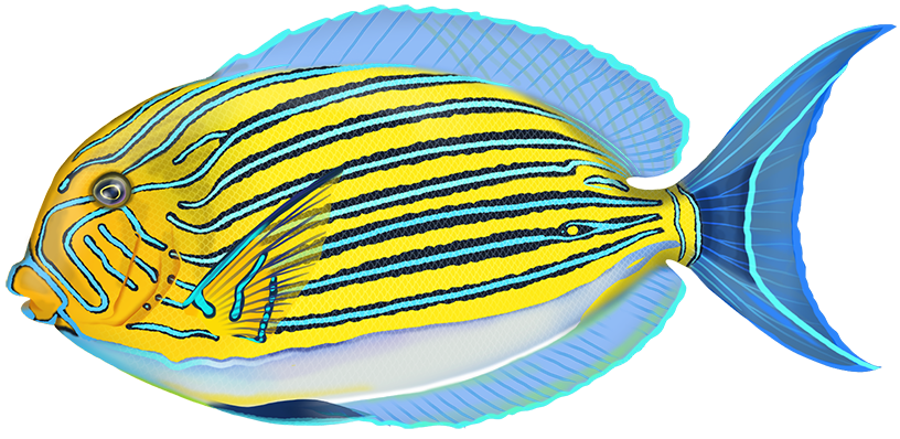 Bluelined Surgeonfish - Acanthurus Lineatus | Marinewise