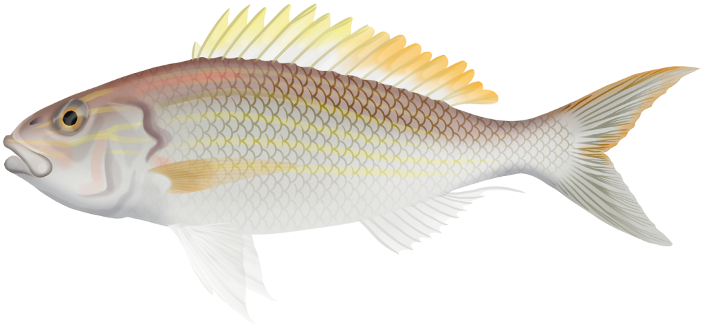 Goldband Snapper - Pristipomoides Multidens | Marinewise