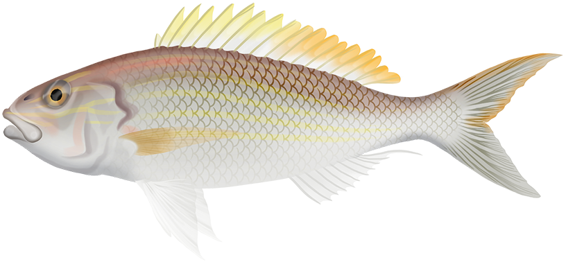 Goldband Snapper - Pristipomoides Multidens | Marinewise