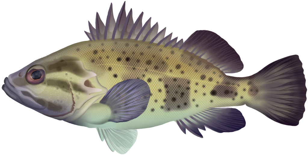 Western Wirrah - Acanthistius Serratus | Marinewise